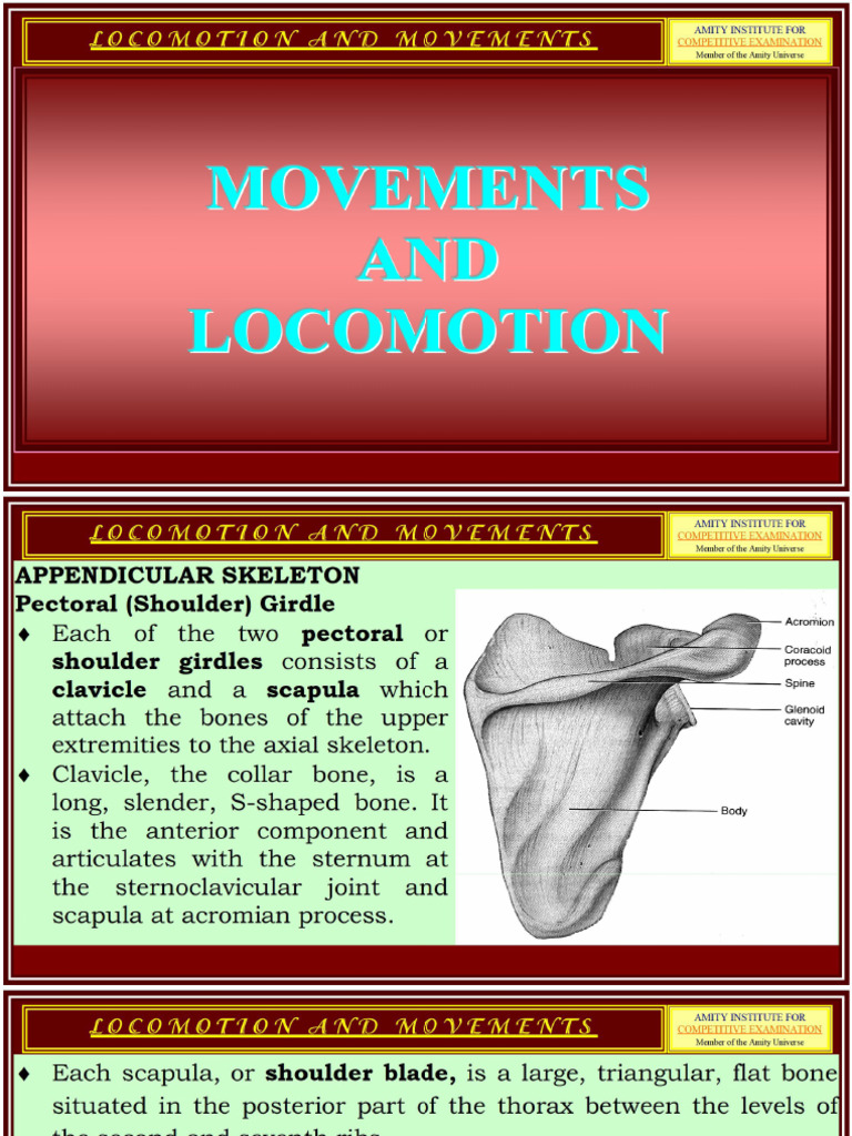 Movement & Locomotion Part 3 | PDF