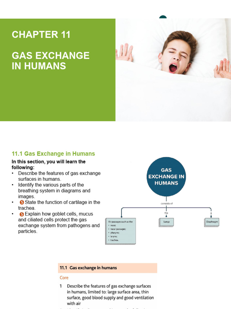 Igcse Chap 11 Gas Exchange | PDF | Breathing | Exhalation