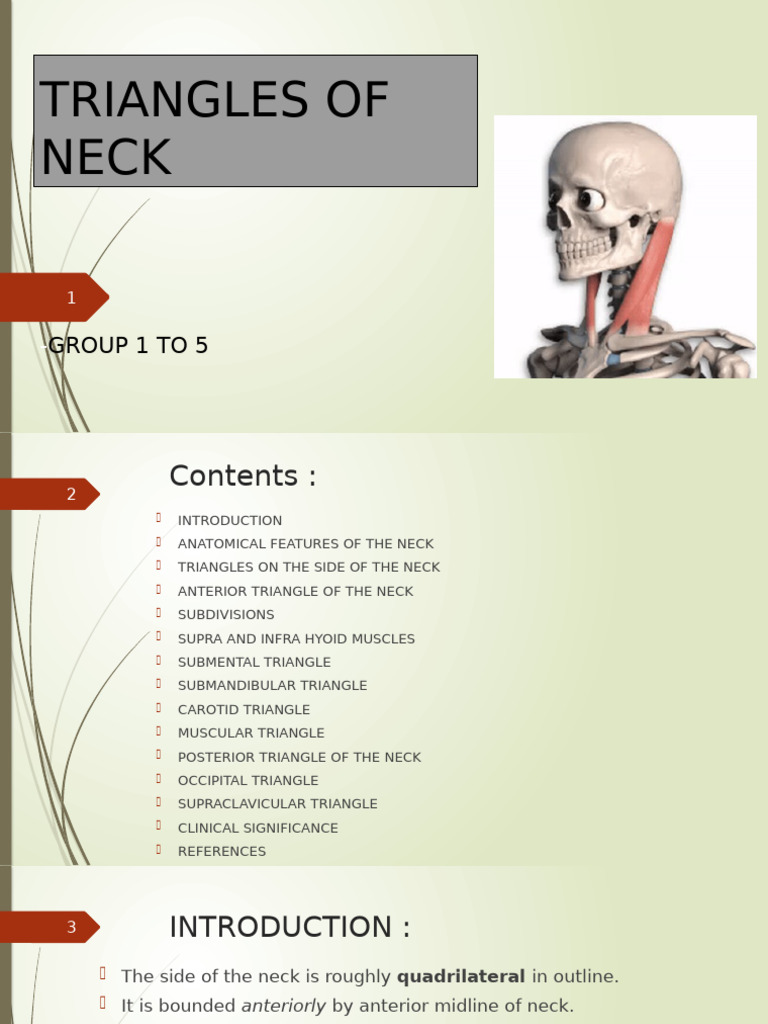 Seminar 1 Triangles of Neck | PDF | Neck | Common Carotid Artery