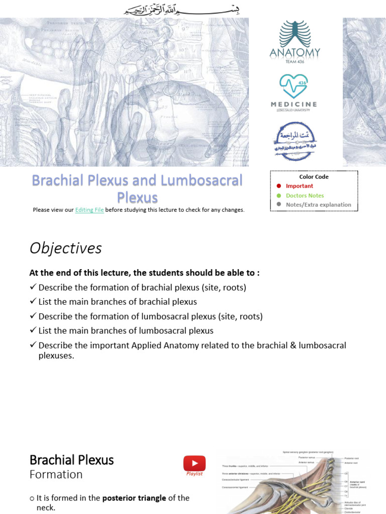 4-Brachial Plexus and Lumbosacral Plexus (Edited) | PDF | Human Leg ...