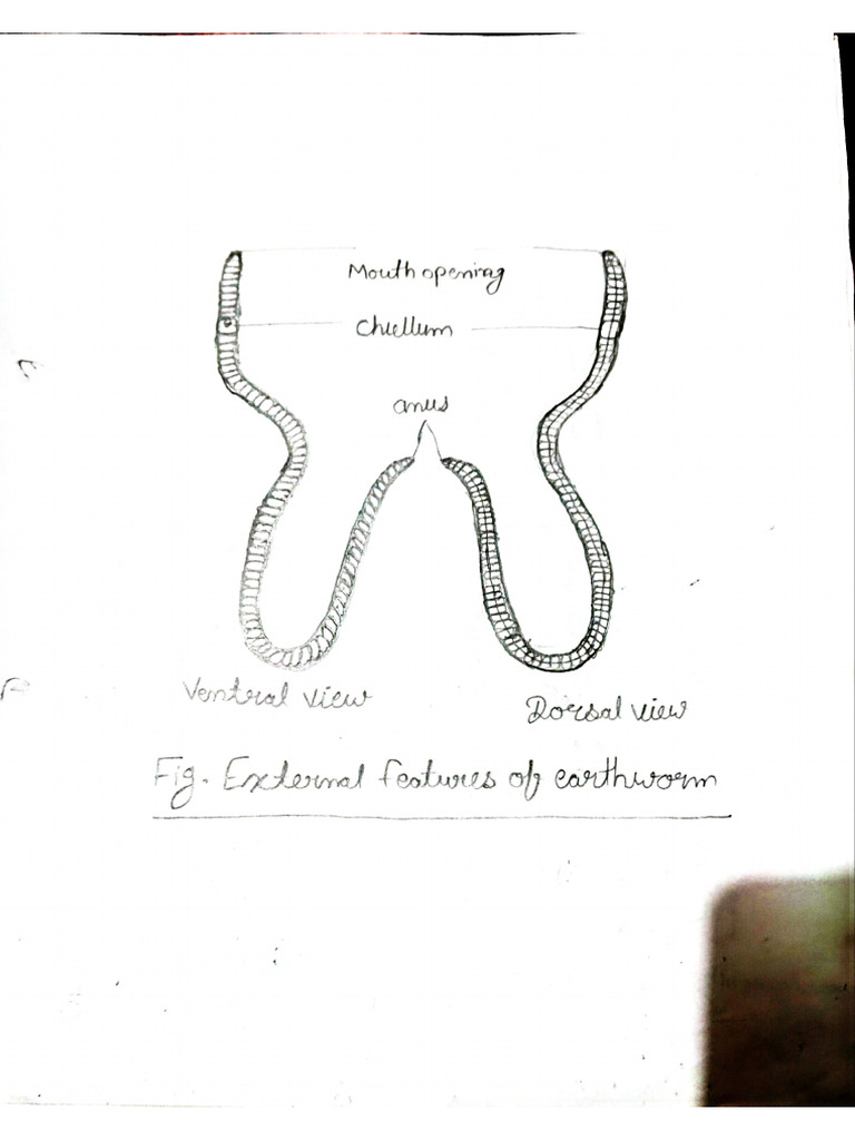 Zoology File | PDF