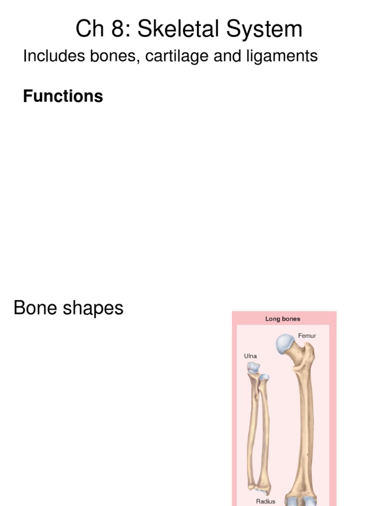 CH 8 Skeletal System Notes | PDF | Vertebra | Vertebral Column