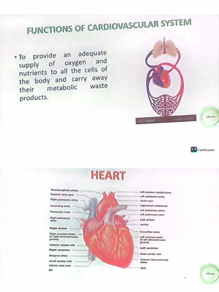 CVS All Slides | PDF