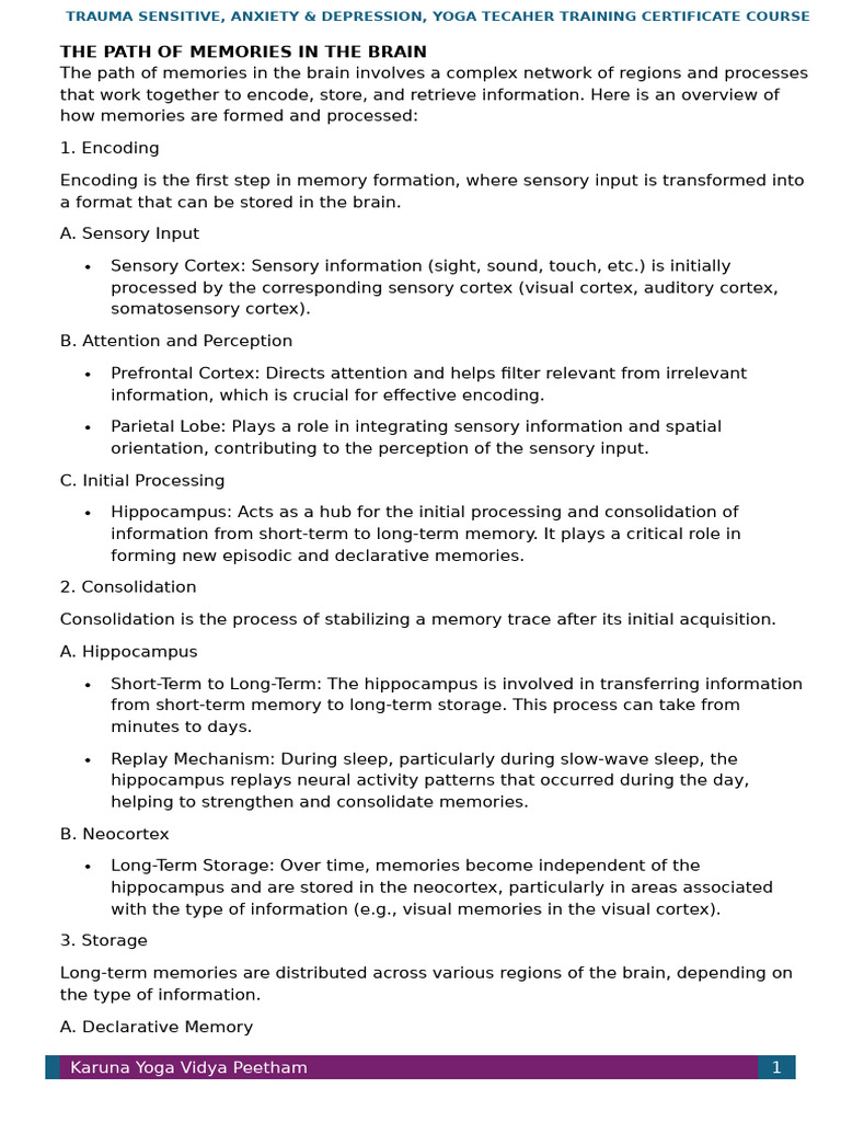 Memory Formation and Brain Processes | PDF | Memory | Hippocampus