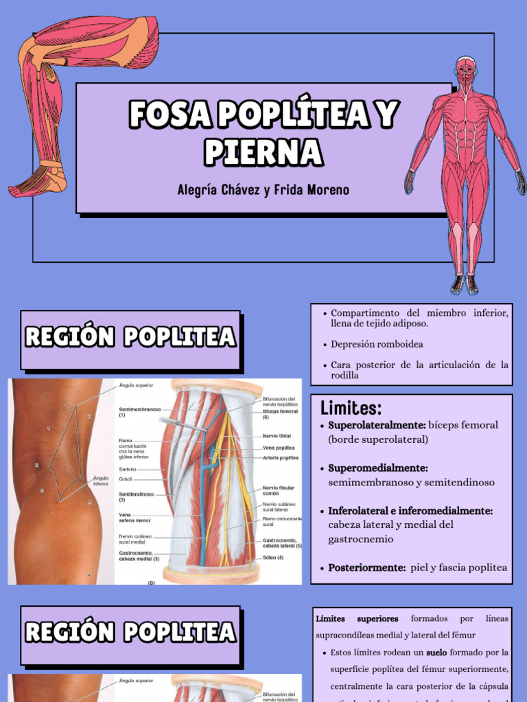 Anatomía de la Fosa Poplítea | PDF | Rodilla | Tejido suave