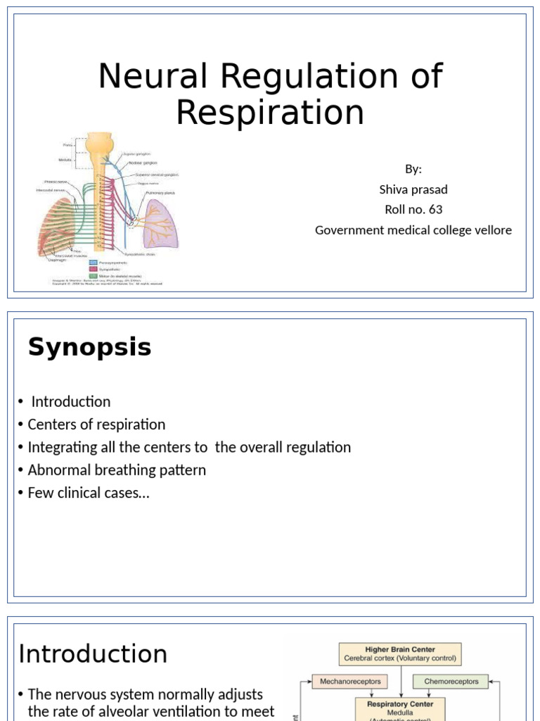 Neural Control of Respiration Explained | PDF | Exhalation | Physiology