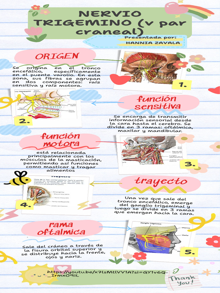 Nervio Trigemino | PDF | Cabeza y cuello humanos | Neuroanatomía
