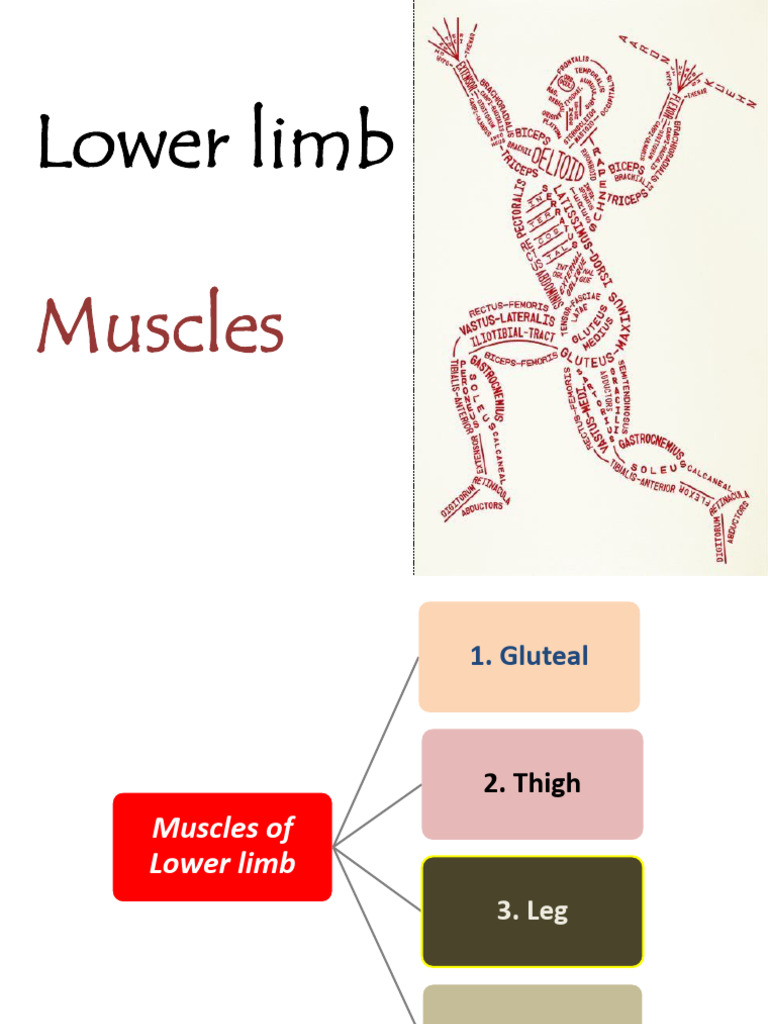 Lower Limb Muscles and Compartments Guide | PDF | Human Leg | Foot