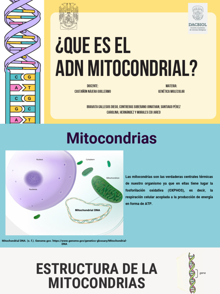 Estructura y función del ADN mitocondrial | PDF | Mitocondria | Adn ...