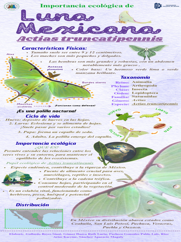 Infografía Insectos Mariposas Ilustrado Azul | PDF | Crisálida | Polilla
