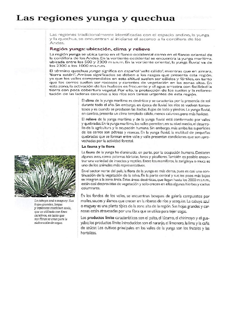 Region Yunga y Quechua | PDF