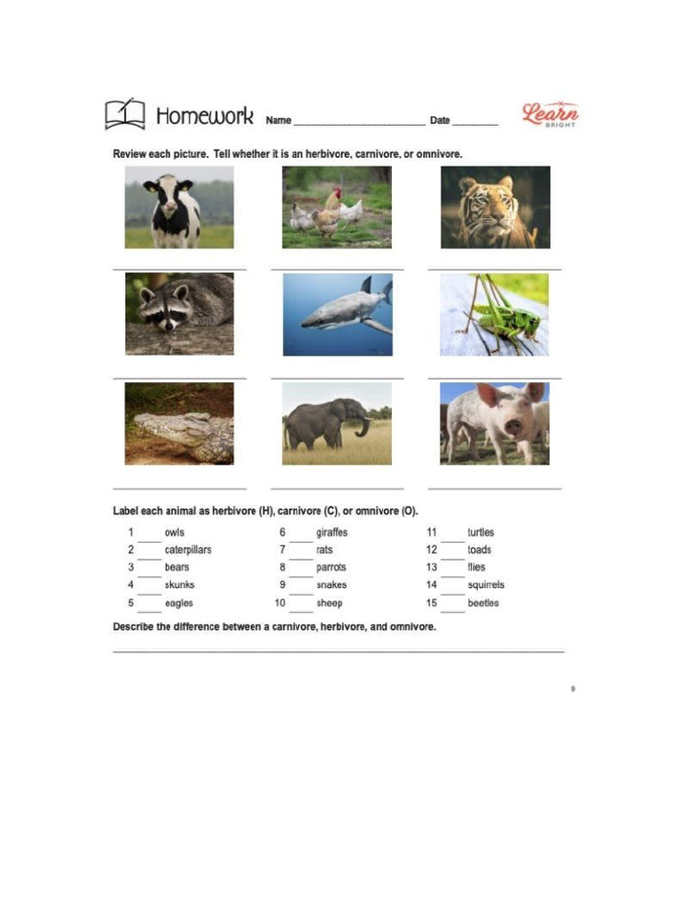 Herbivore, Carnivore, Omnivore | PDF