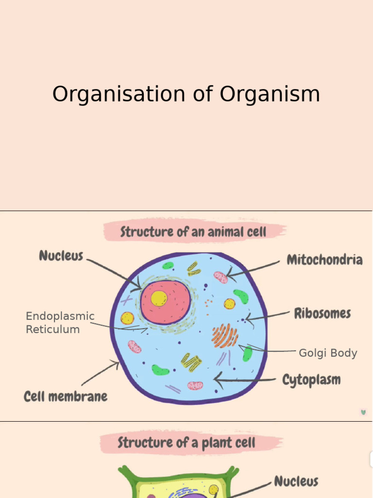 IGCSE Biology - Chap 2 (Organisation of Organisms) | PDF