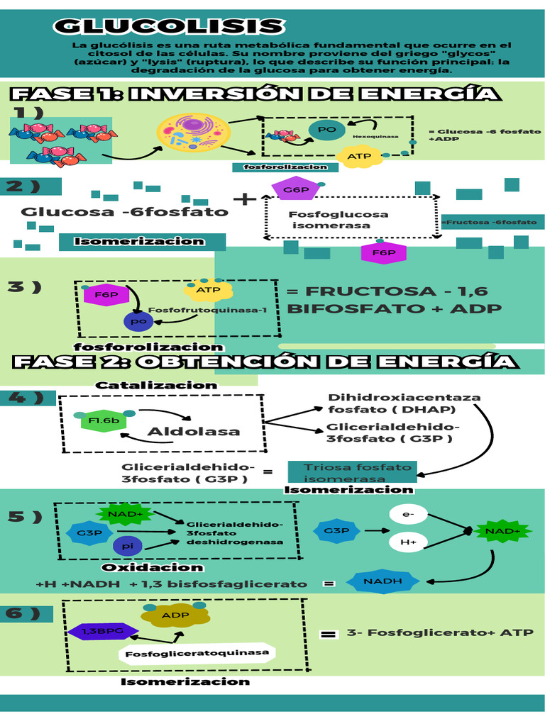 Proceso de Glucólisis: Fases y Enzimas | PDF | Glucólisis | Trifosfato ...