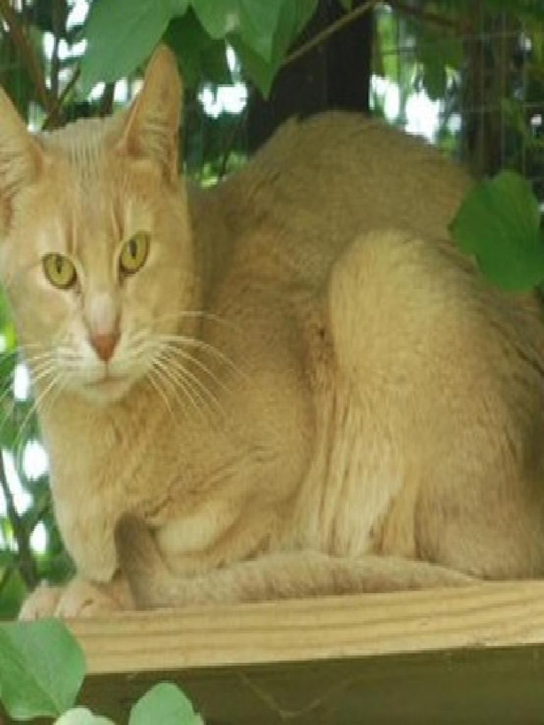 Rusty | PDF | Perjury