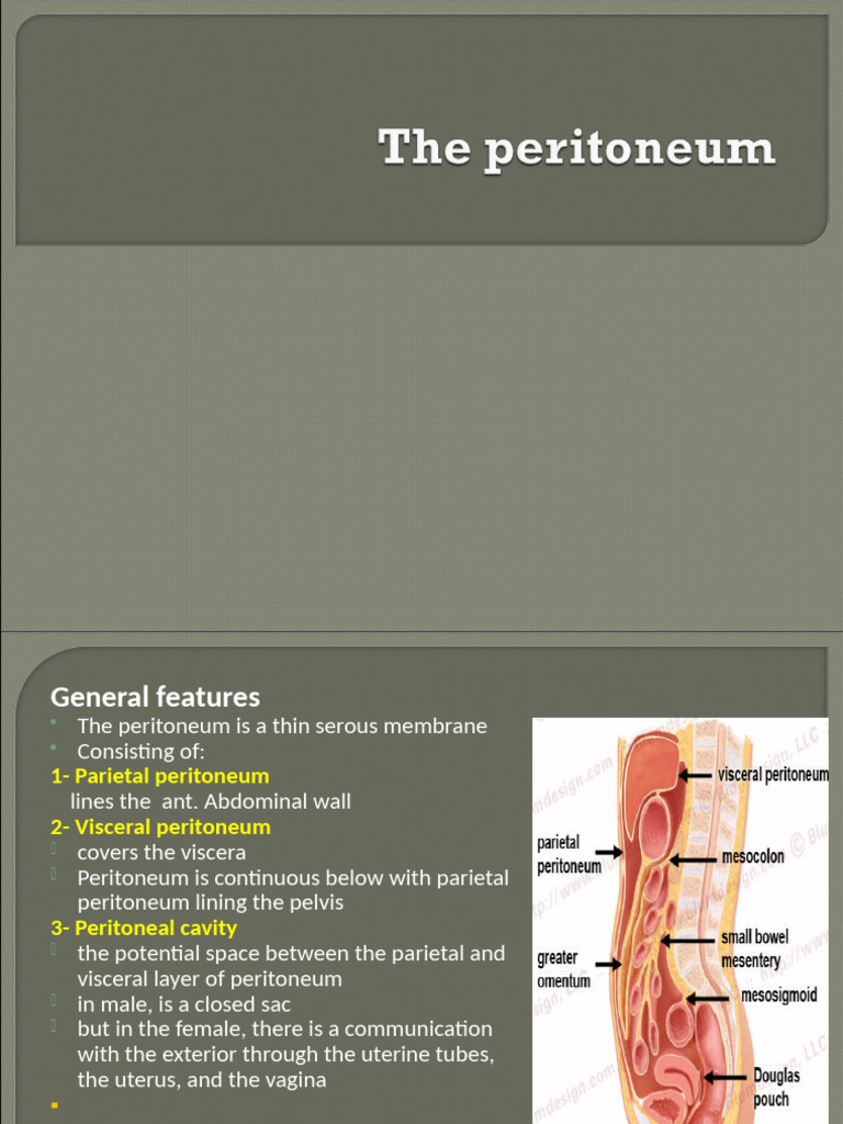 Peritoneum 4th Topic | PDF | Peritoneum | Stomach
