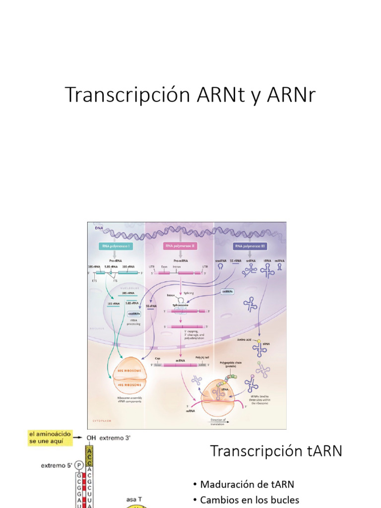 6 ARNt-ARNr | PDF