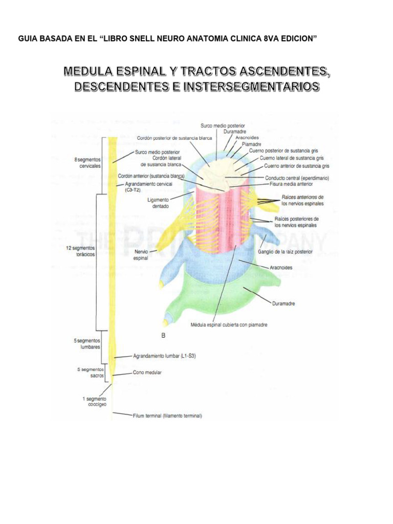 Anatomía y Funciones de la Médula Espinal | PDF | Neurona motora ...