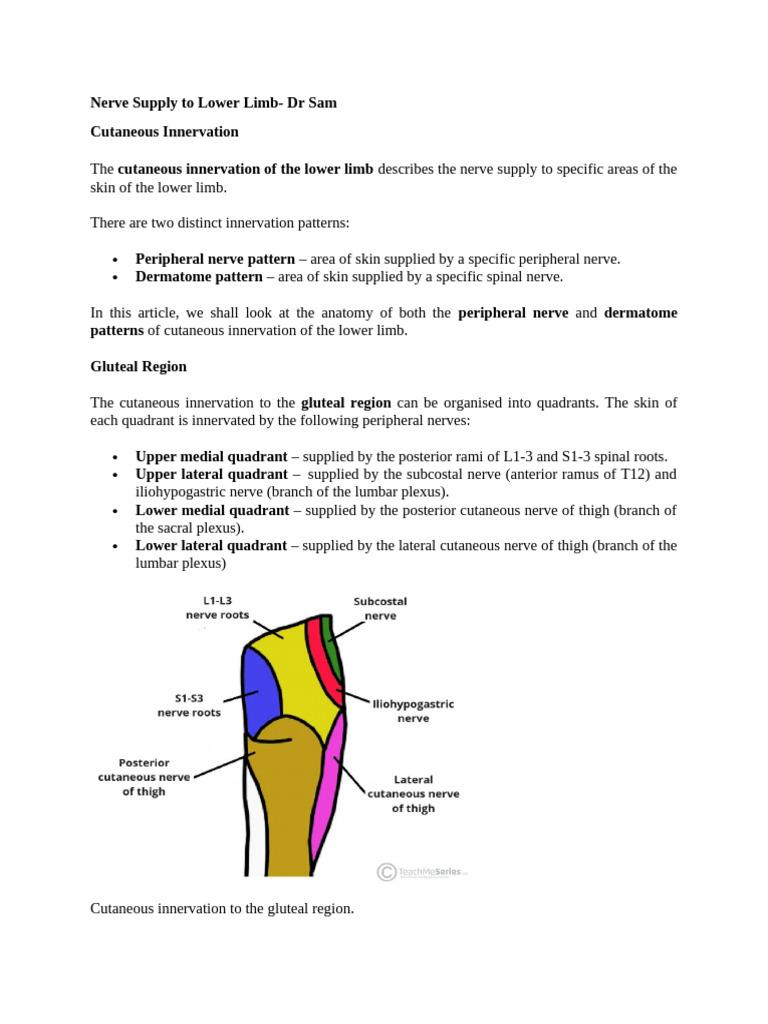 Innervation of Lower Limb - DR Sam | PDF | Human Leg | Pelvis