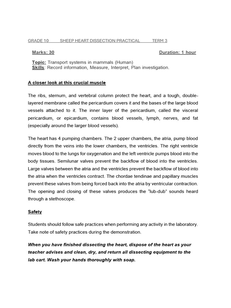 Grade 10 Sheep Heart Dissection Practical Term 3 - 120015 | PDF | Heart ...