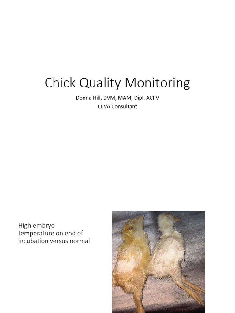 Chick Quality Monitoring | PDF