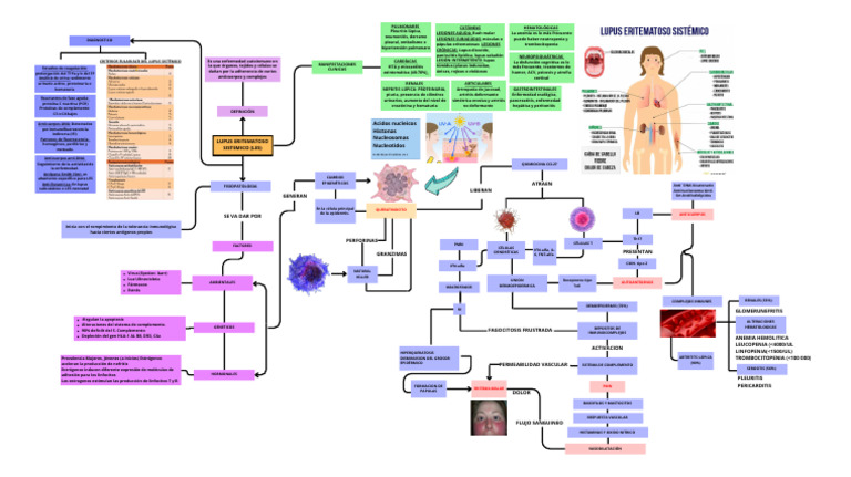 Lupus Eritematoso Sistemico (Les) | PDF | Inmunología | Medicina CLINICA