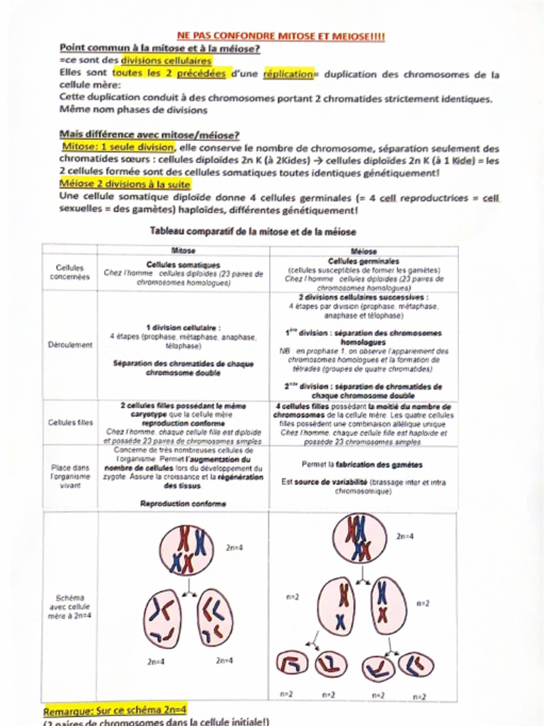 Ne Pas Confondre Mitose Et Meiose!!!! | PDF