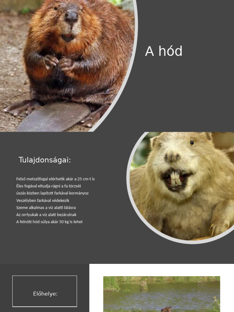 A Hód | PDF