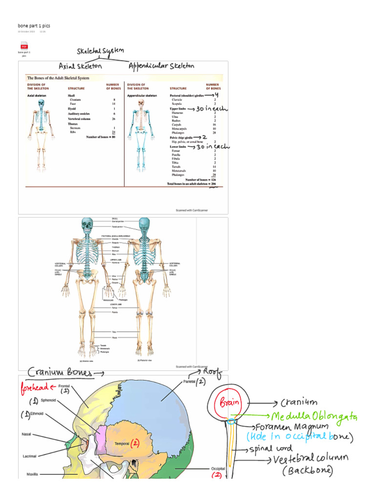 Bones Part 1 New | PDF