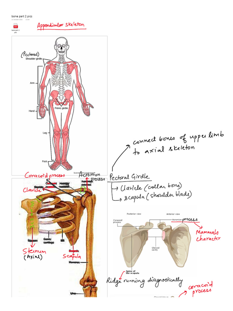 Bones Part 2 New | PDF