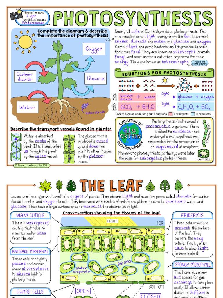 Photosynthesis Doodle Notes Key | PDF