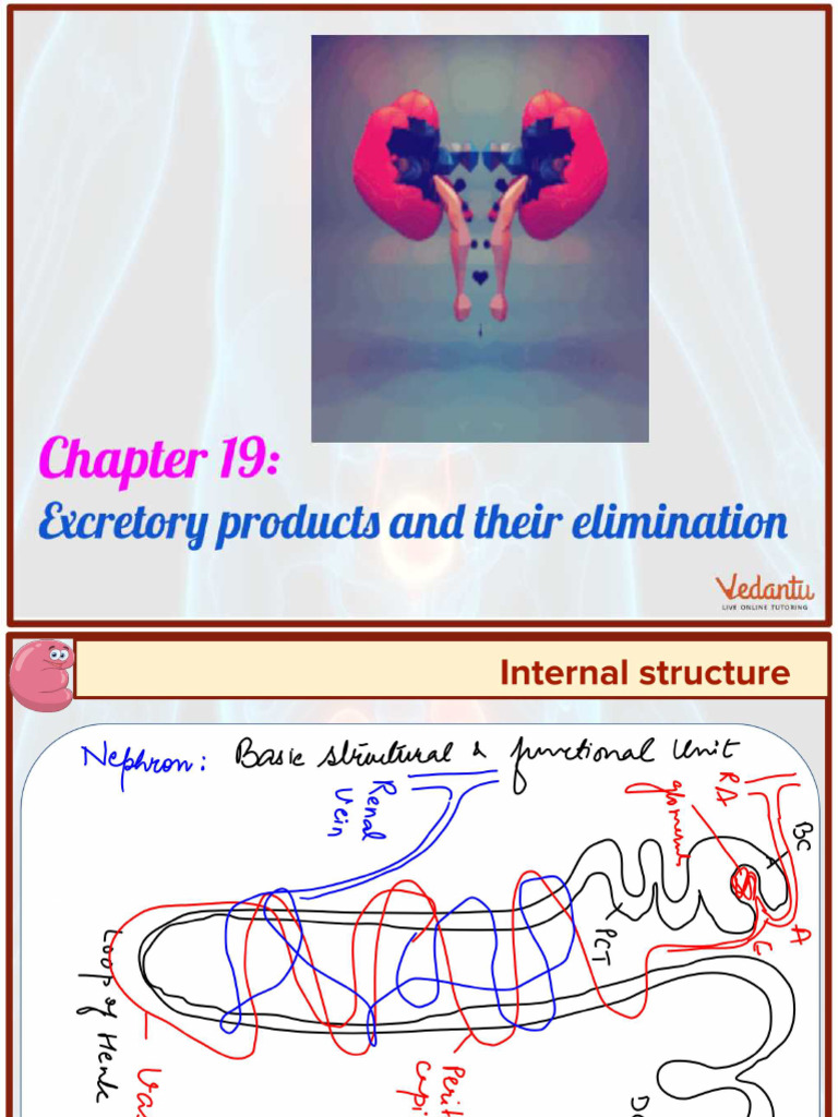 4) Internal Structure of Kidney | PDF