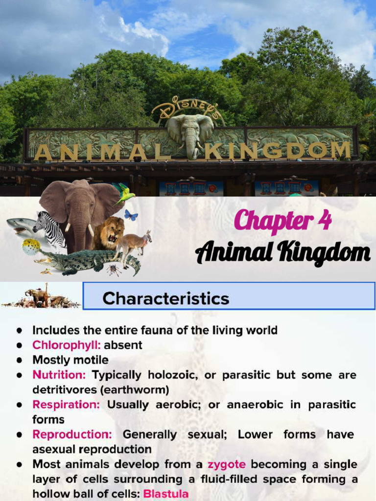 1) Introduction To Animal Kingdom | PDF