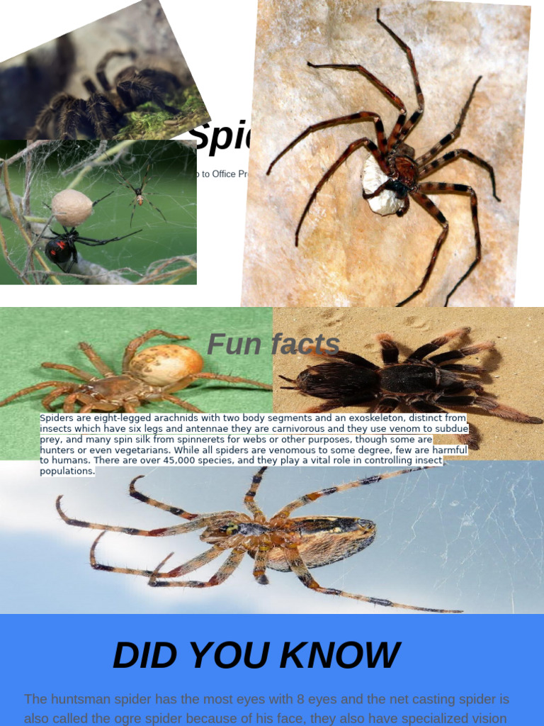 Spiders Jackson Martin 7th GR Intro To Office Product-White 09 - 08 ...