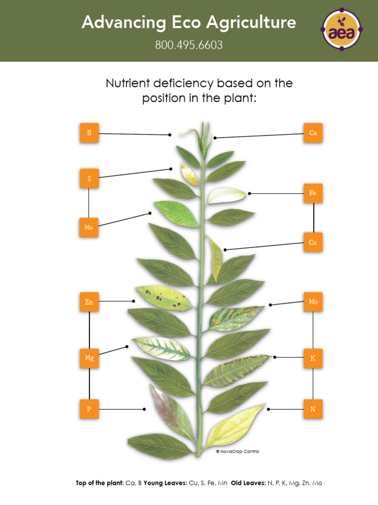 Nutrient Deficiency Chart | PDF
