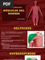 Anatomía de la Región Escapular | PDF | Articulaciones | Hombro