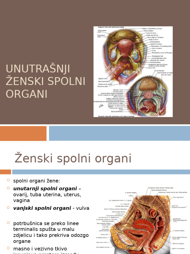 P31 - Ženski Spolni Organi | PDF