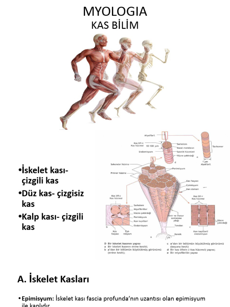 Kaslar Genel Bilgiler | PDF