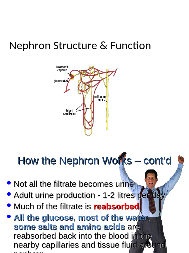 Nephron Structure &funtion | PDF | Urine | Kidney