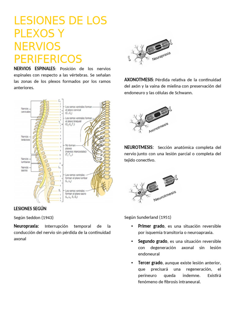 Lesiones de Los Plexos y Nervios Perifericos.. | PDF | Nervio | Anatomía humana