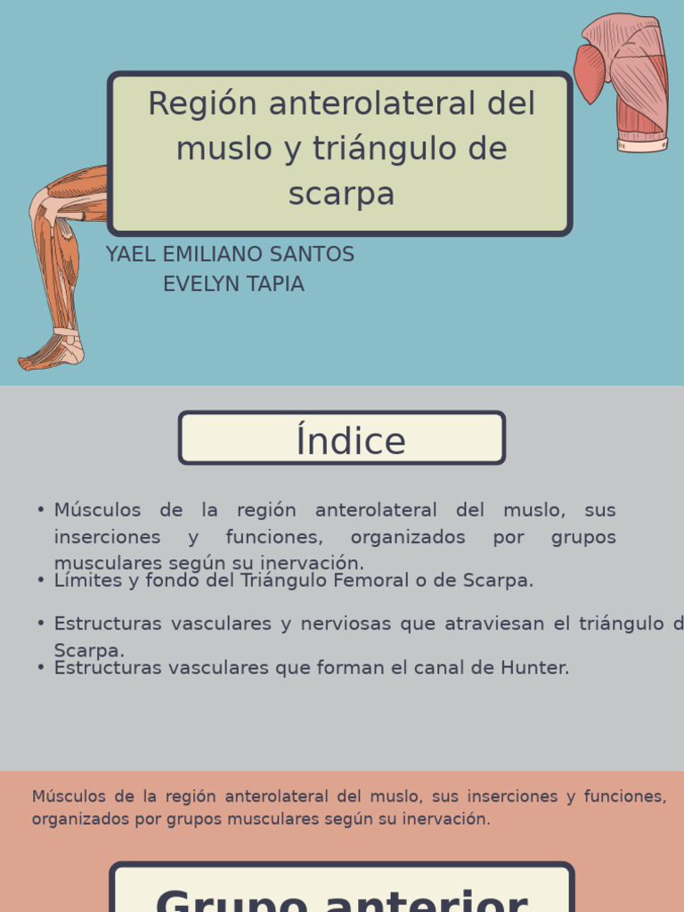 Anatomía del Triángulo de Scarpa | PDF | Anatomía del miembro inferior ...
