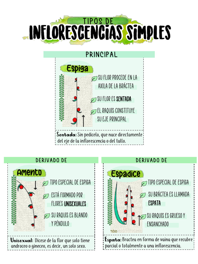 Inflorescencias Simples. OBP2 | PDF | Flores | Botánica