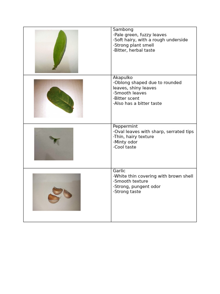 Sambong | PDF