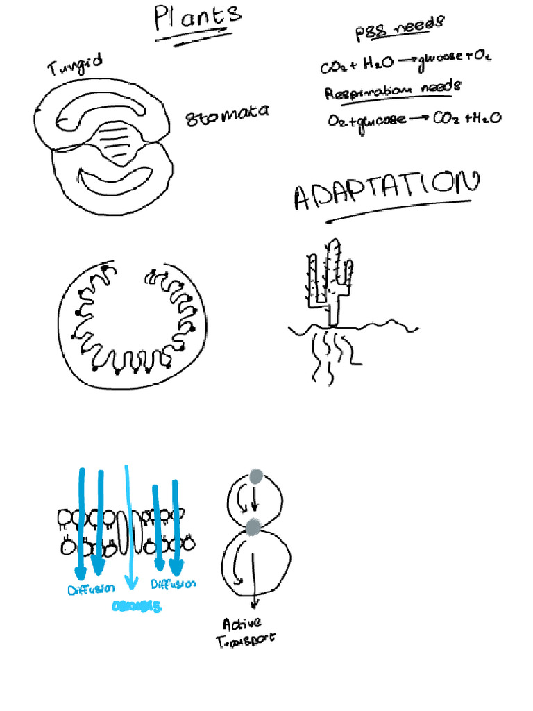 Plants - Water Adaptation (Biology) | PDF