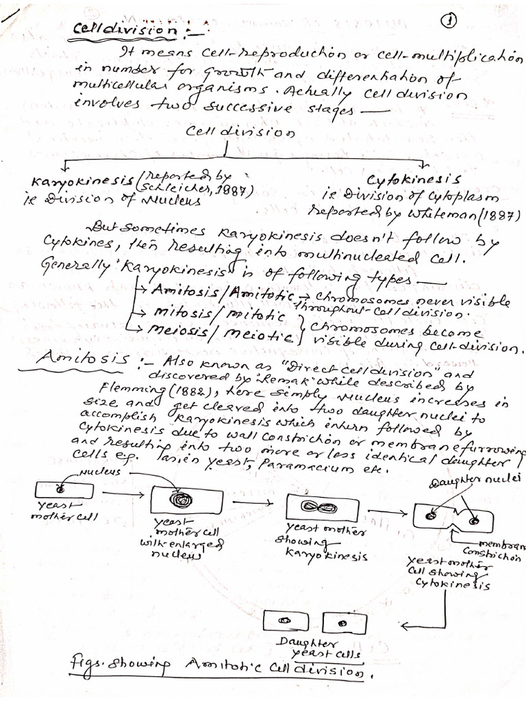 Cell Division.. Amitosis and Mitosis | PDF