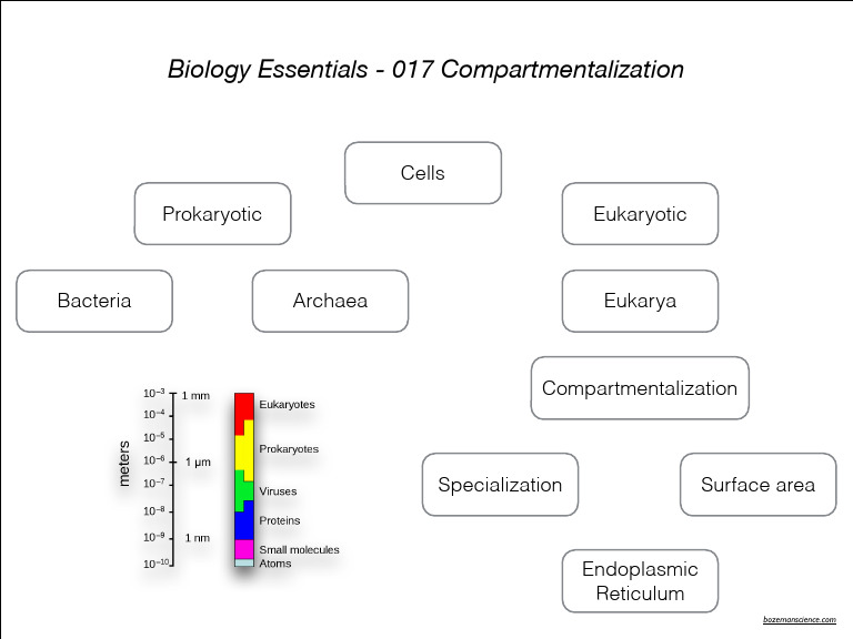 AP+Bio 017+Compartmentalization+CM+PDF 2 | PDF
