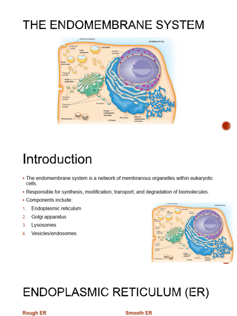 The Endomembrane System | PDF | Endoplasmic Reticulum | Lysosome