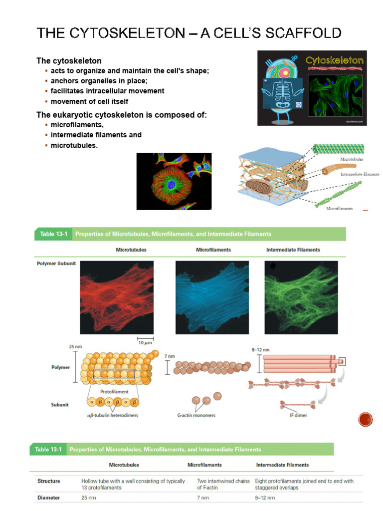 Eukaryotic Cytoskeleton Structure and Function | PDF
