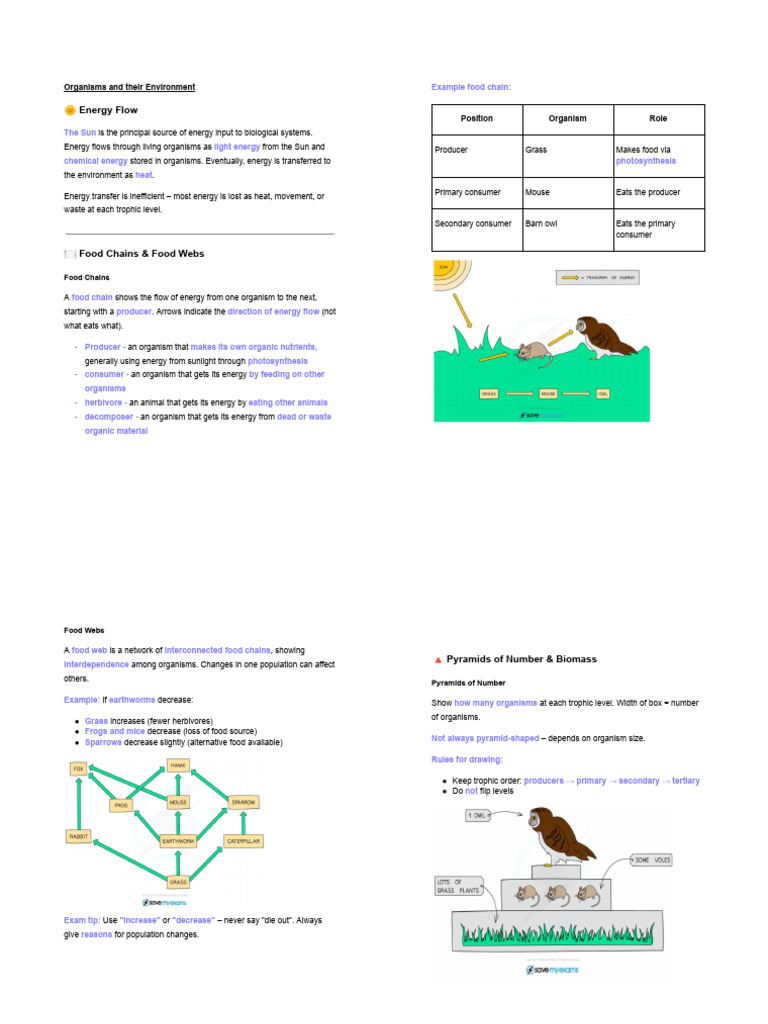 Energy Flow in Ecosystems Explained | PDF | Food Web | Nitrate