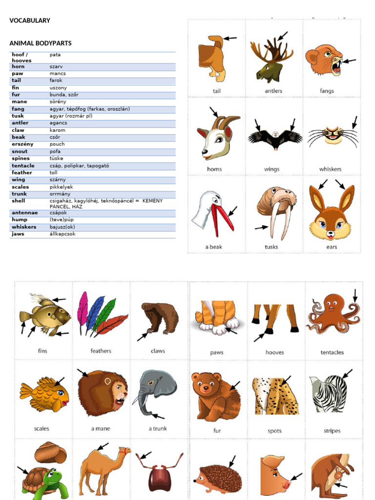 VOCABULARY Animal Bodyparts | PDF